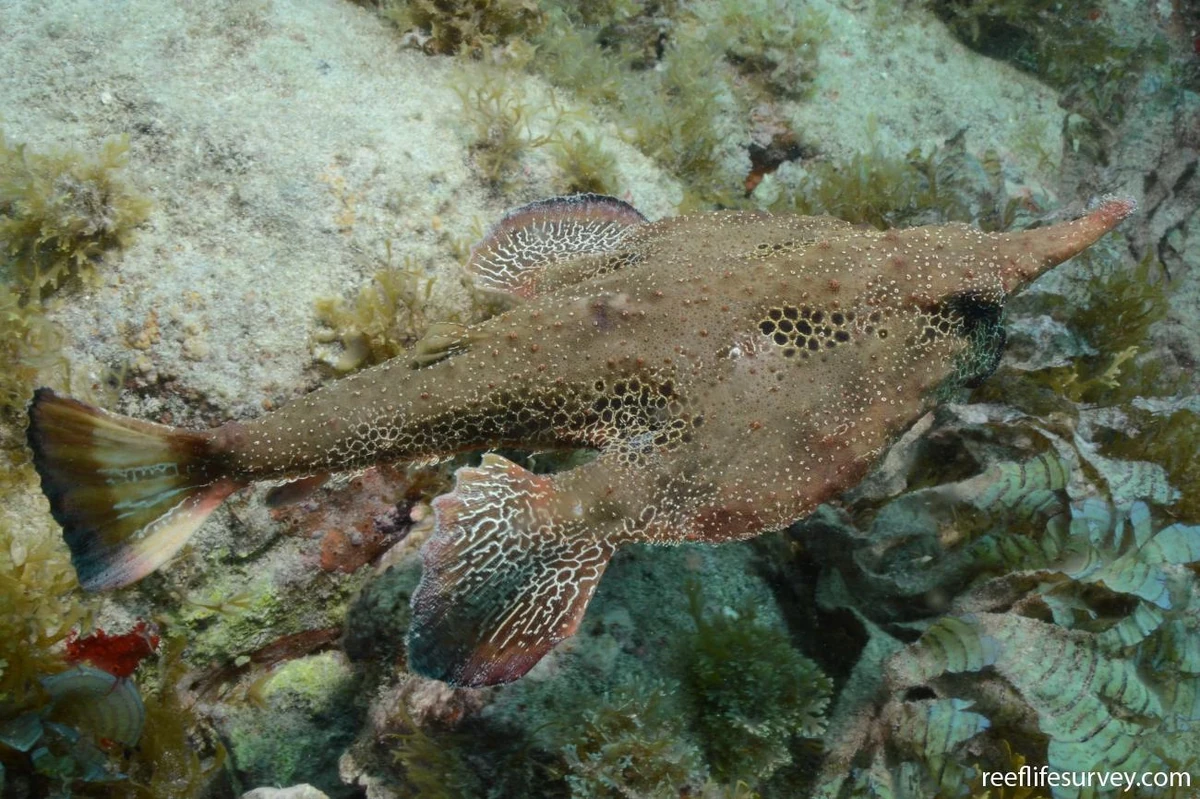 Brazilian Batfish | NatureRules1 Wiki | Fandom