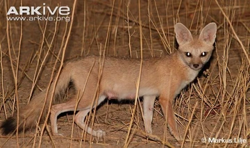 Vulpes Pallida