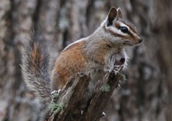 Grey-collared Chipmunk | NatureRules1 Wiki | Fandom