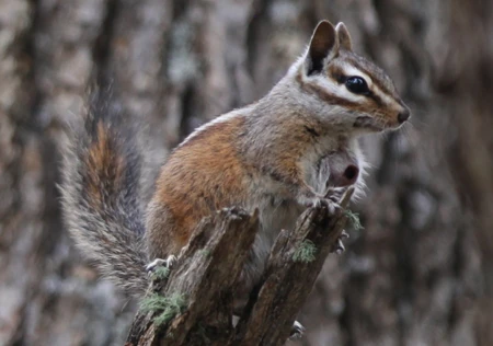 Grey-collared Chipmunk | NatureRules1 Wiki | Fandom