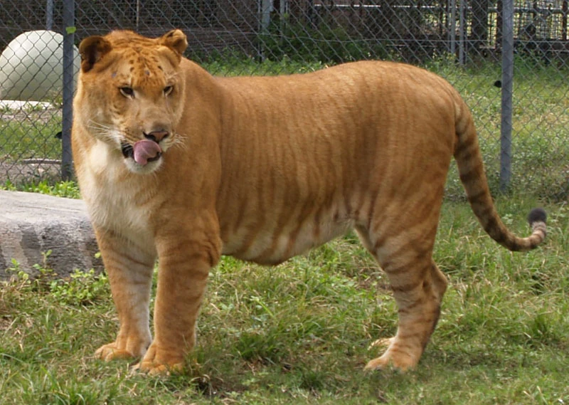 Liger | NatureRules1 Wiki | Fandom