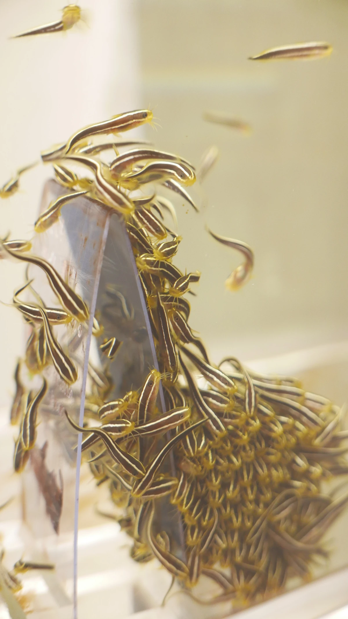 Striped Eel Catfish | NatureRules1 Wiki | Fandom