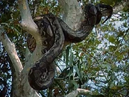 Reticulated Python | NatureRules1 Wiki | Fandom