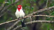 Red-crested Cardinal | NatureRules1 Wiki | Fandom