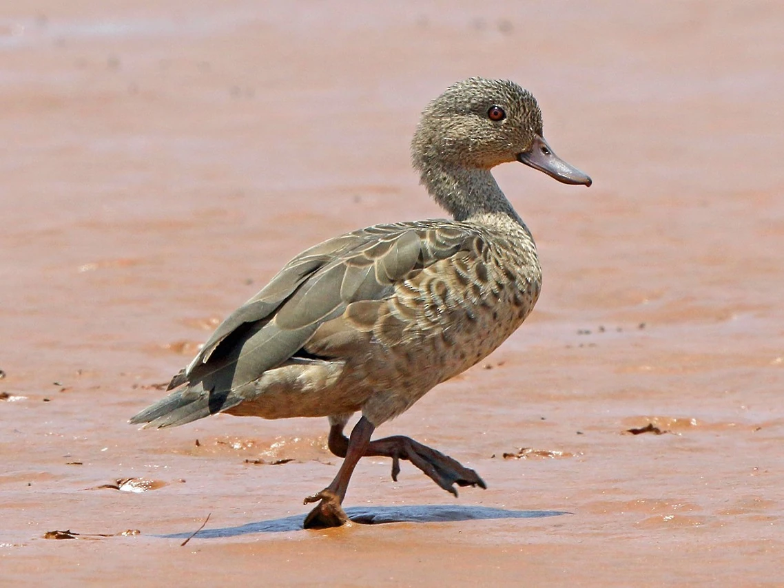 Bernier's Teal | NatureRules1 Wiki | Fandom