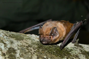 Greater Noctule | NatureRules1 Wiki | Fandom