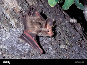 California Leaf-nosed Bat | NatureRules1 Wiki | Fandom