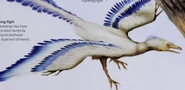 Archaeopteryx | NatureRules1 Wiki | Fandom