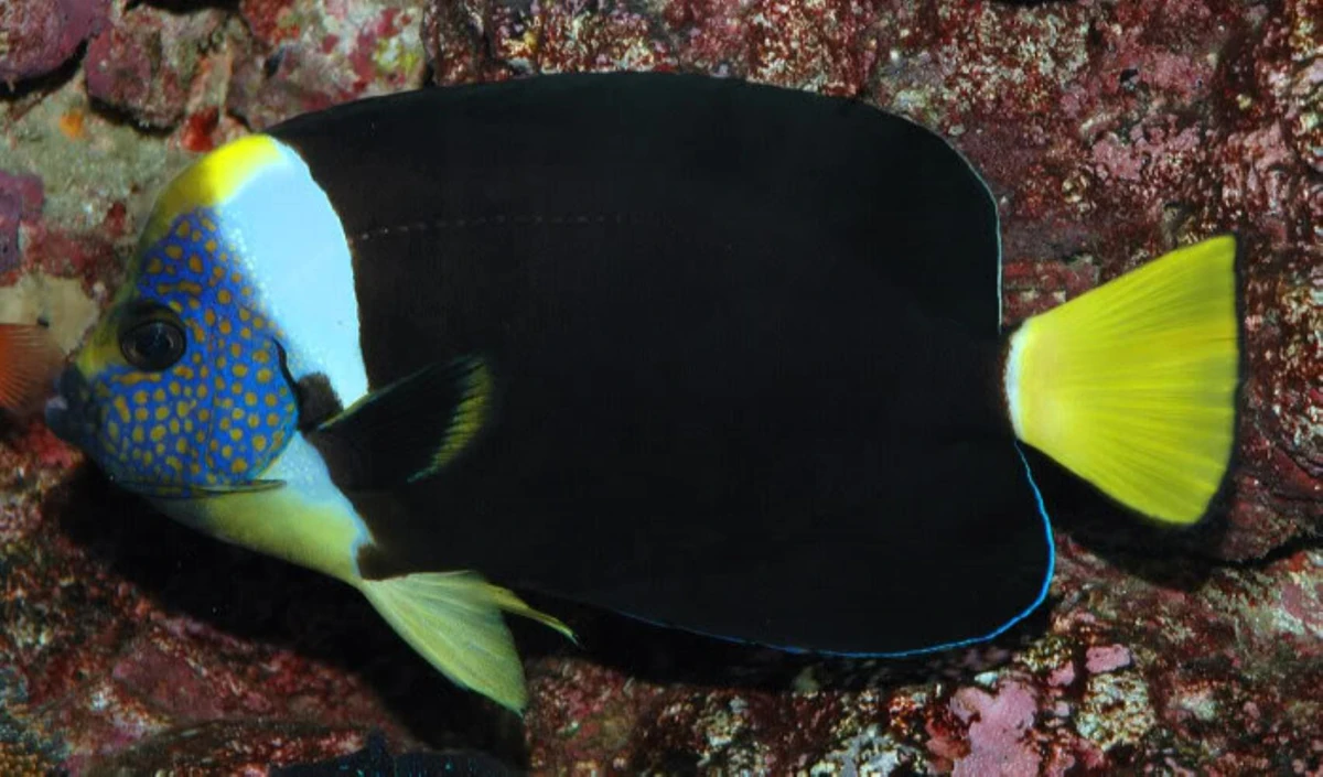 Queensland Yellowtail Angelfish | NatureRules1 Wiki | Fandom