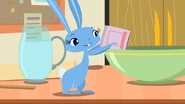 Domestic Rabbit | NatureRules1 Wiki | Fandom