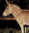 African Wild Ass | NatureRules1 Wiki | Fandom