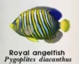 Regal Angelfish | NatureRules1 Wiki | Fandom