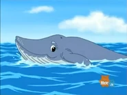 Blue Whale/TV Shows | NatureRules1 Wiki | Fandom