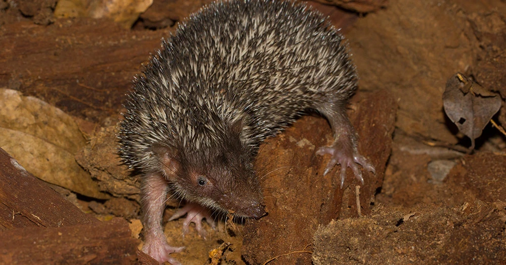 Greater Hedgehog Tenrec | NatureRules1 Wiki | Fandom