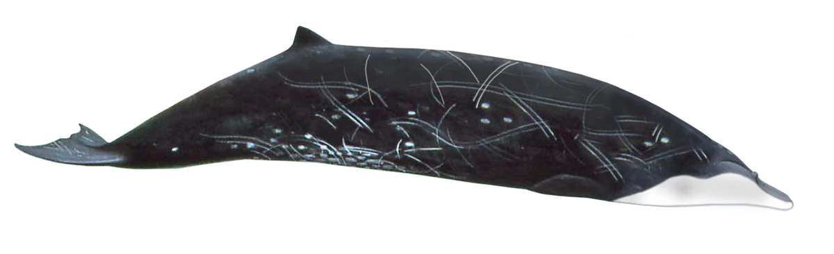 Pygmy Beaked Whale | NatureRules1 Wiki | Fandom
