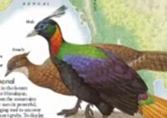 Himalayan Monal | NatureRules1 Wiki | Fandom