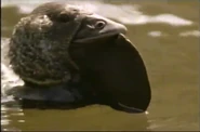 Musk Duck | NatureRules1 Wiki | Fandom