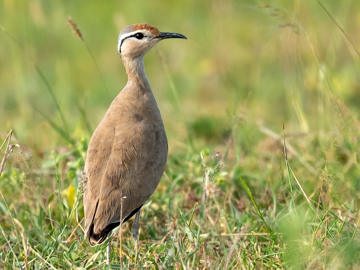 Somali Courser | NatureRules1 Wiki | Fandom