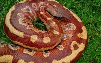 Blood Python | NatureRules1 Wiki | Fandom