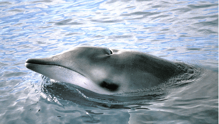 Gervais' Beaked Whale | NatureRules1 Wiki | Fandom