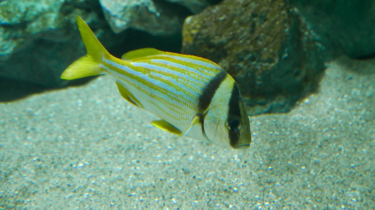 Porkfish | NatureRules1 Wiki | Fandom