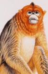 Golden Snub-nosed Monkey | NatureRules1 Wiki | Fandom