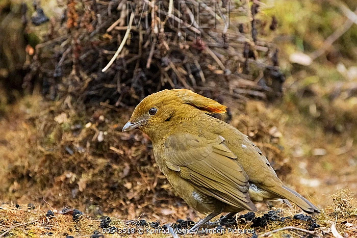 MacGregor's Bowerbird | NatureRules1 Wiki | Fandom