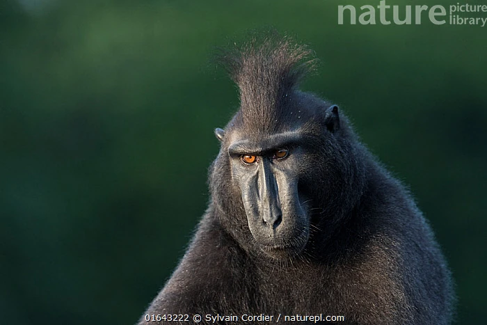 Crested Black Macaque | NatureRules1 Wiki | Fandom