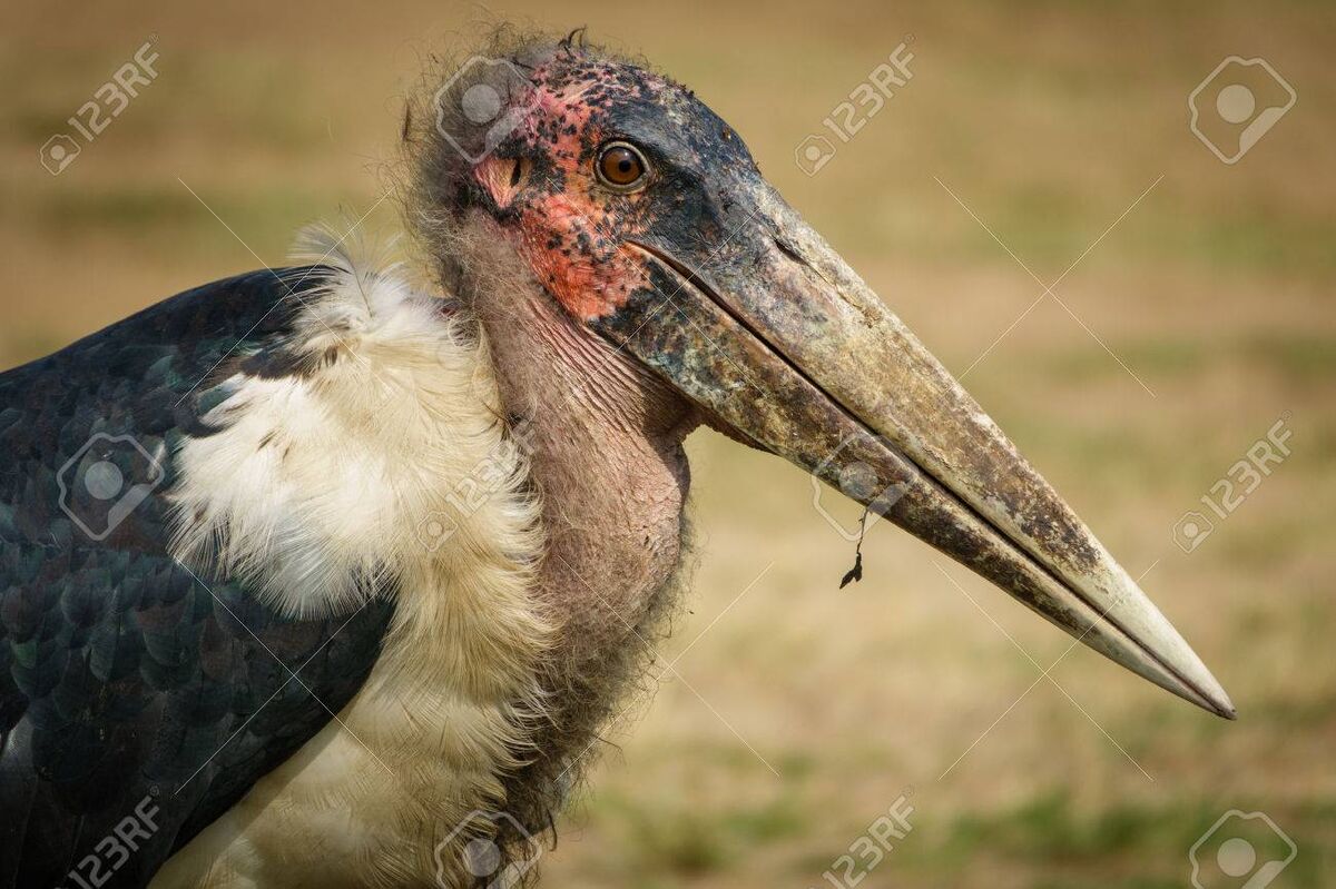 Category:Storks | NatureRules1 Wiki | Fandom