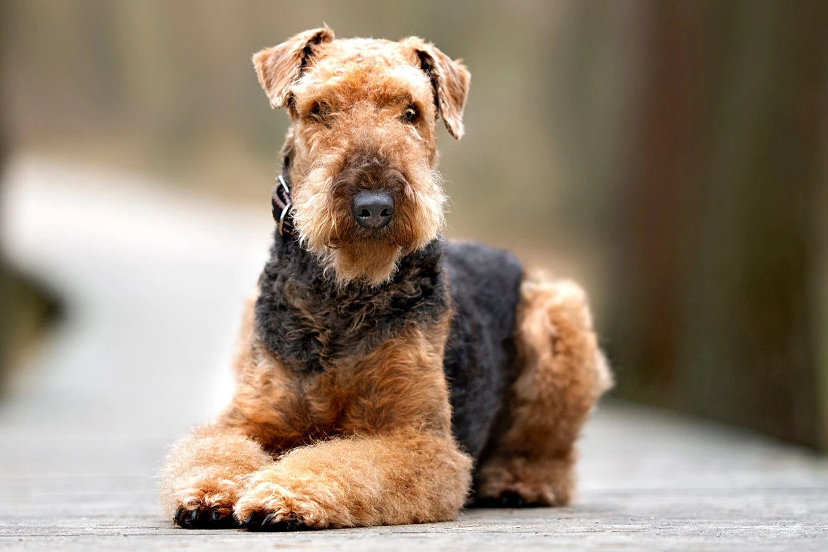 Airedale Terrier | NatureRules1 Wiki | Fandom