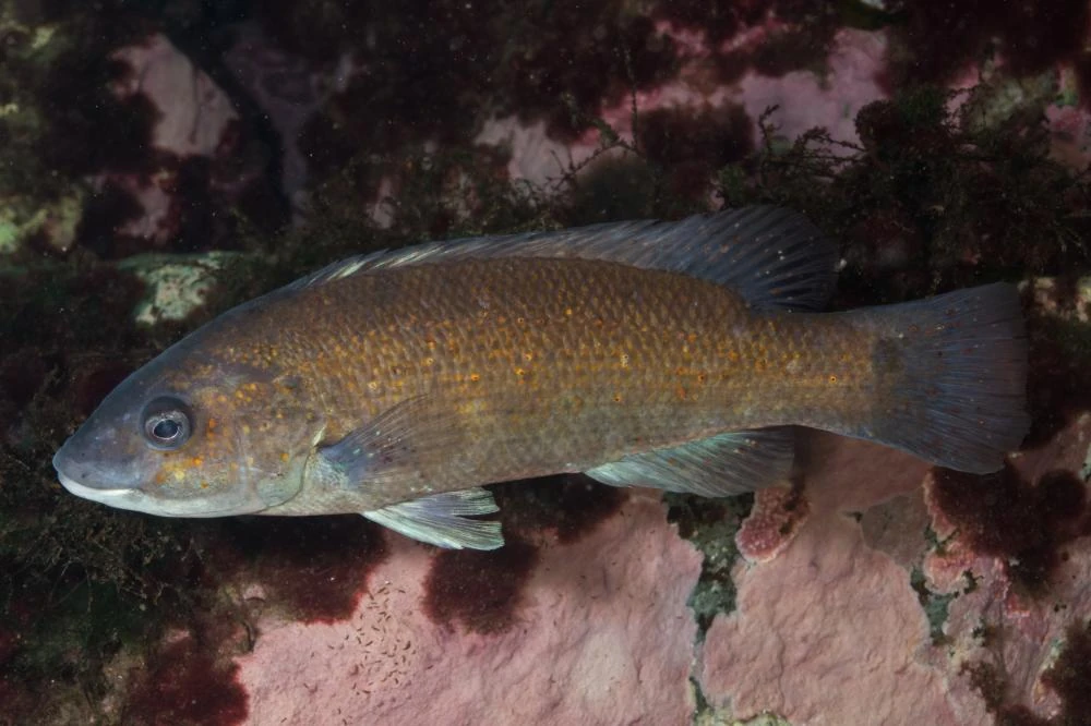 Cunner | NatureRules1 Wiki | Fandom