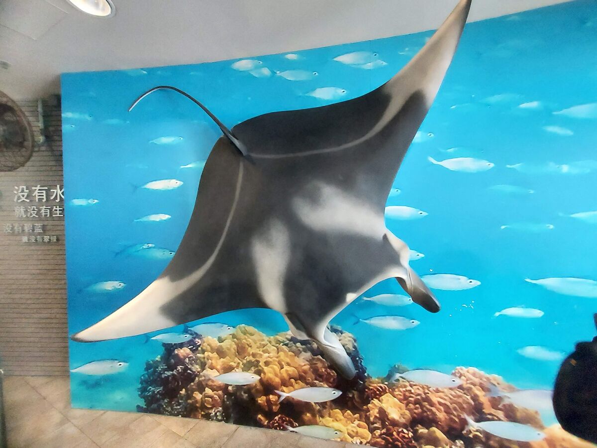 Flying Rays | NatureRules1 Wiki | Fandom