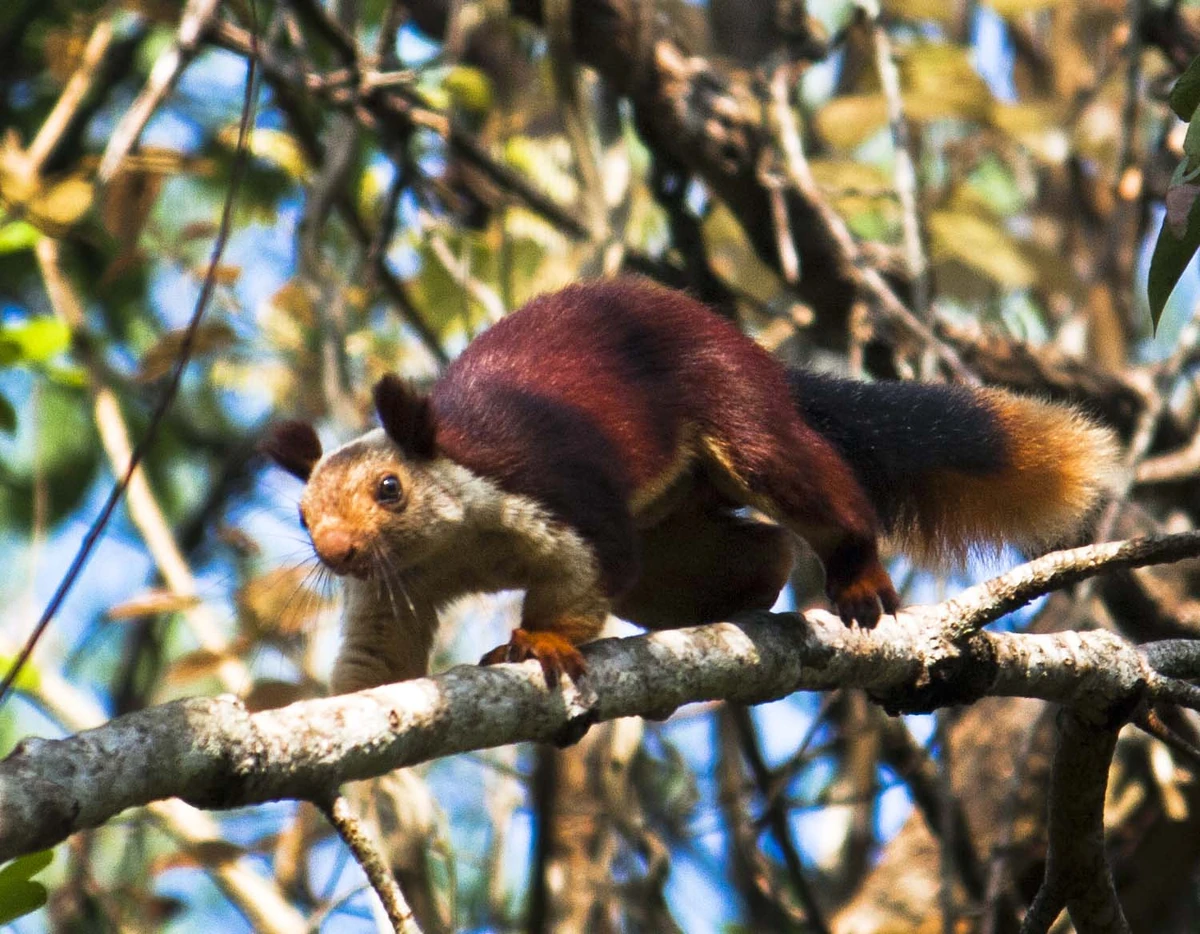 Indian Giant Squirrel | NatureRules1 Wiki | Fandom