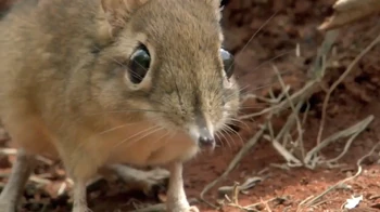 Rufous Sengi | NatureRules1 Wiki | Fandom