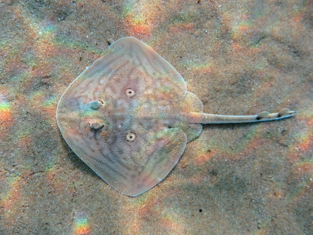 Rough Ray | NatureRules1 Wiki | Fandom