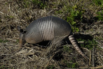 onerepublic armadillo