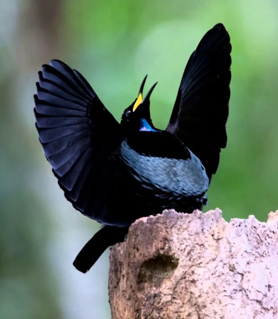Victoria's Riflebird | NatureRules1 Wiki | Fandom