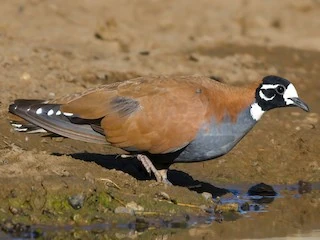 Flock Bronzewing | NatureRules1 Wiki | Fandom