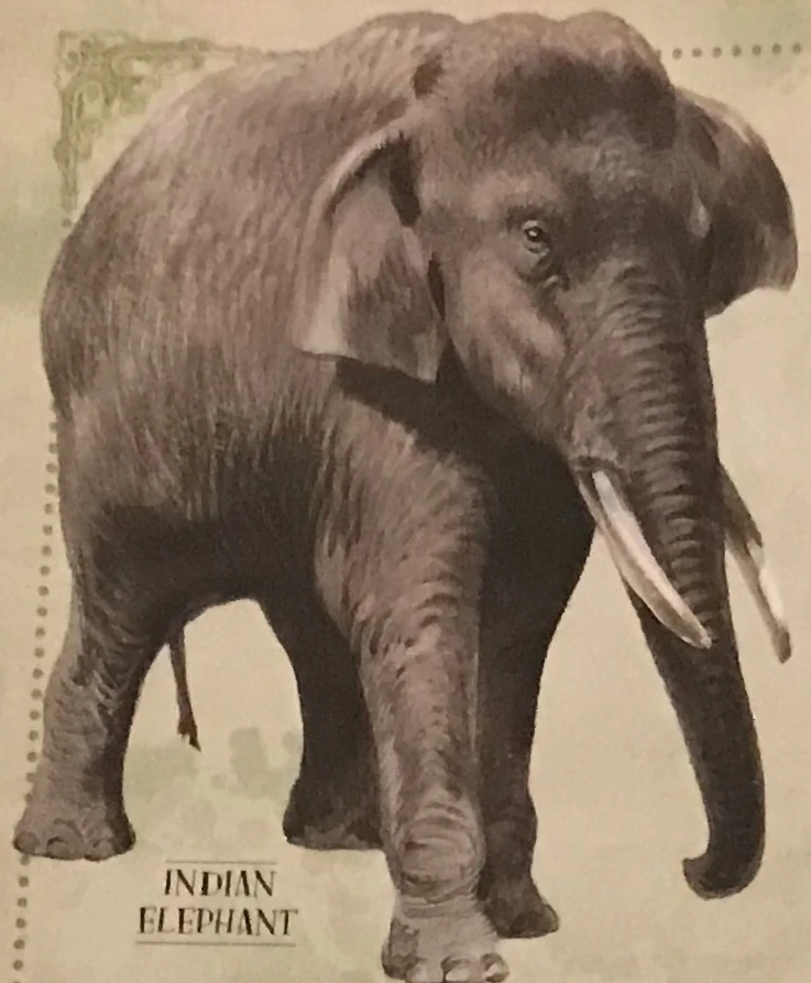 Asian Elephant/Books | NatureRules1 Wiki | Fandom