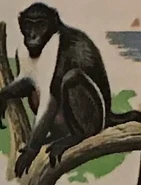 Diana Monkey | NatureRules1 Wiki | Fandom