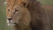 Animal Games (2004) | NatureRules1 Wiki | Fandom