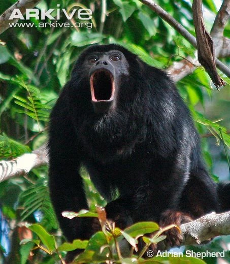 Red-handed Howler | NatureRules1 Wiki | Fandom