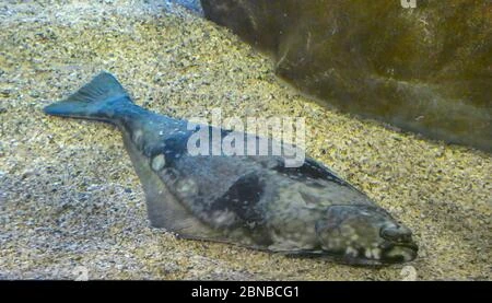 Greenland Halibut | NatureRules1 Wiki | Fandom