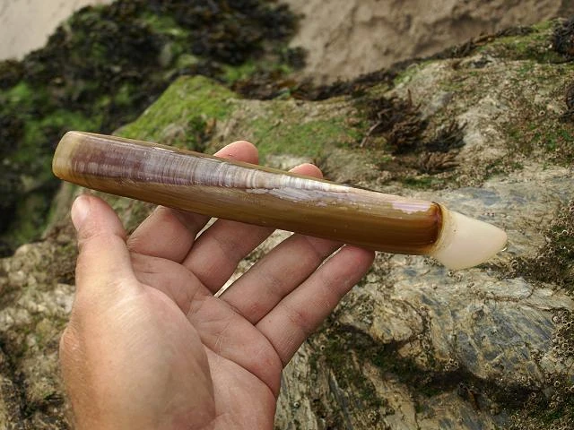 Pod Razor | NatureRules1 Wiki | Fandom