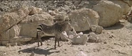 Mountain Zebra | NatureRules1 Wiki | Fandom
