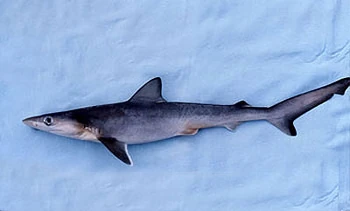 Smalltail Shark | NatureRules1 Wiki | Fandom