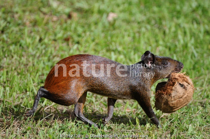 Baby Brazilian Agouti