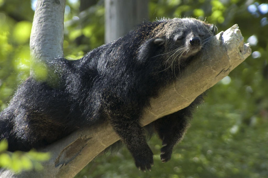 Binturong | NatureRules1 Wiki | Fandom