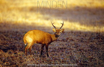 Calamian Deer NatureRules1 Wiki Fandom