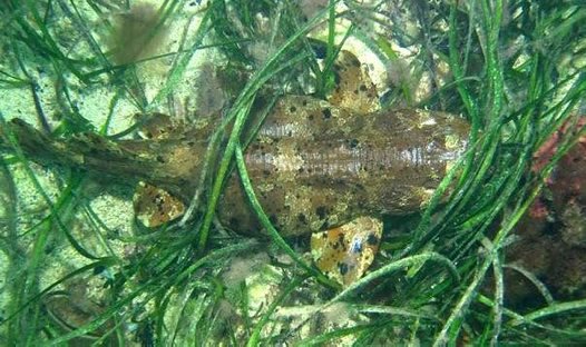 Cobbler Wobbegong Naturerules1 Wiki Fandom